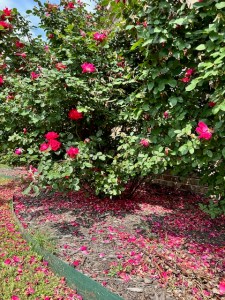 This summer so far? A+